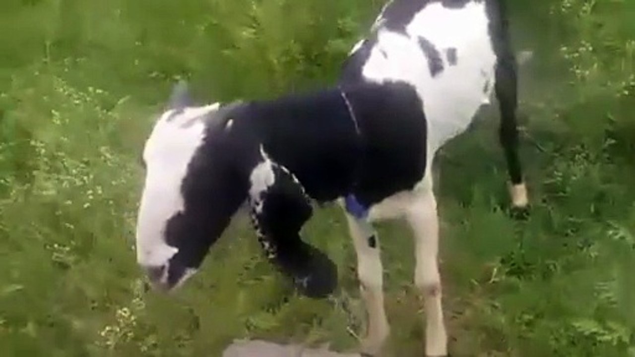 Rajanpuri Cross Goat/Rajanpuri Goat/Beetal Goat/Healthy Goat/Cross ...