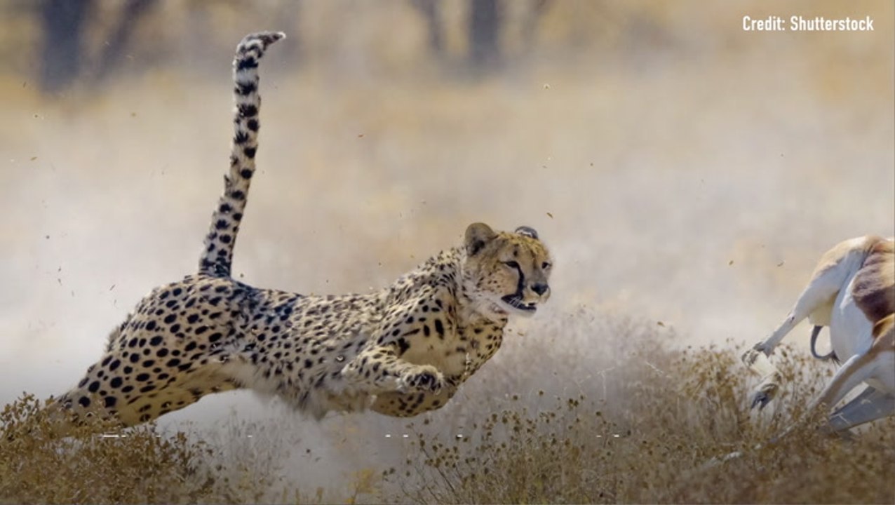 Why Cheetahs Are So Fast? - video Dailymotion
