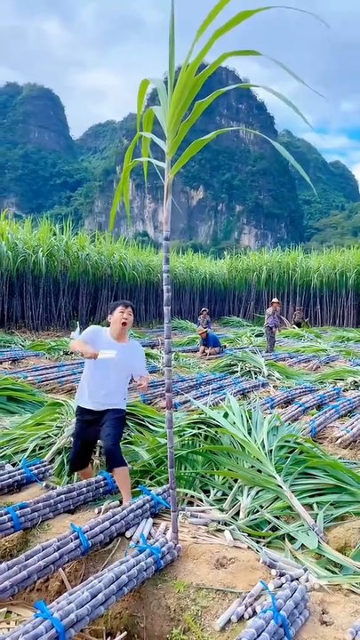 Amazing fruits - video Dailymotion