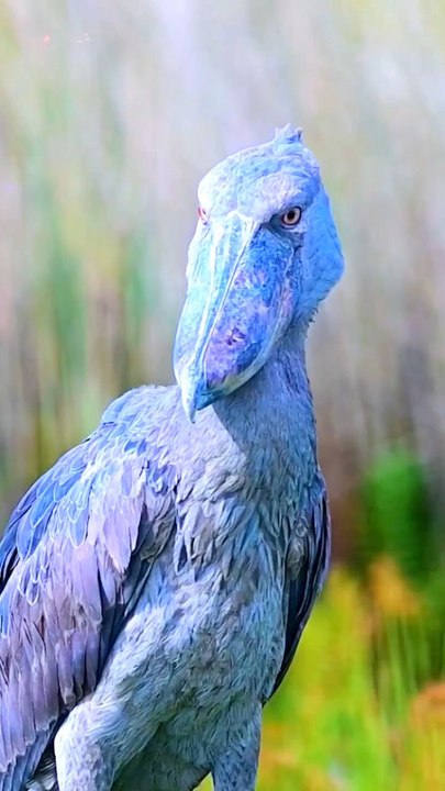 Shoebill Stork: The Prehistoric Bird that Captivates with its ...