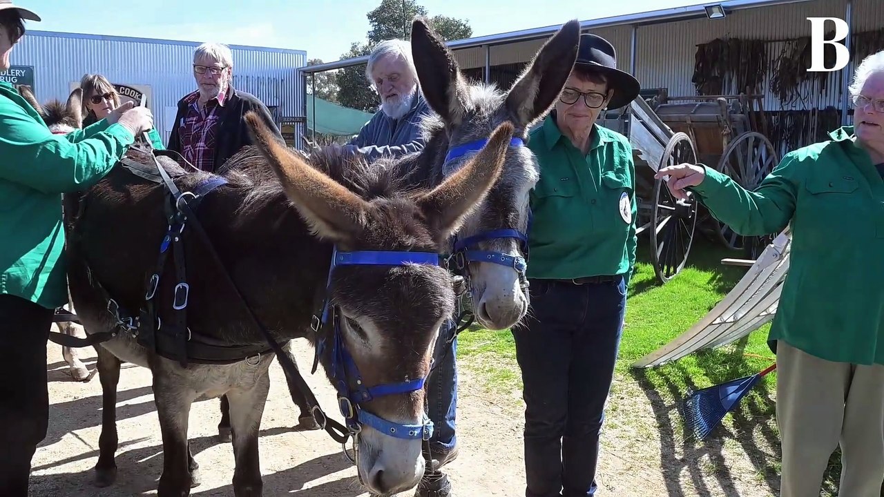 Eight donkeys pull a cart in Bendigo - video Dailymotion