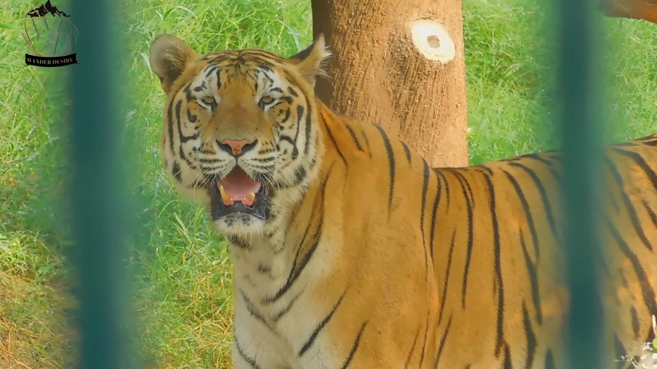 Wildlife & Nature in Pakistan | Peshawar Zoo| Travel Vlog 2025 - video ...