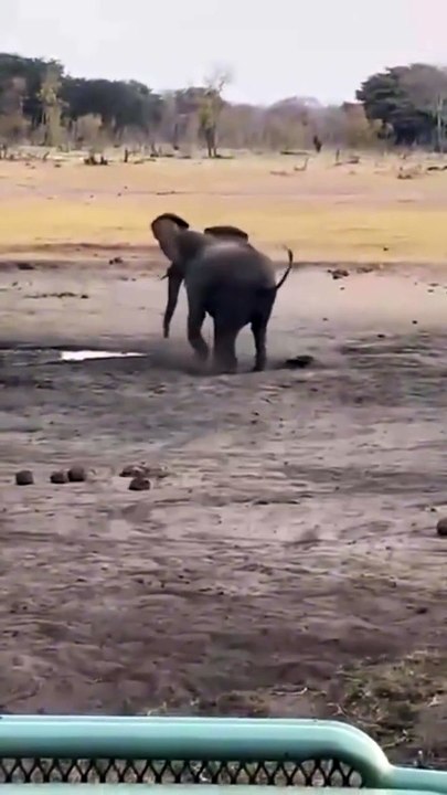 Honey badger attacks elephant - video Dailymotion