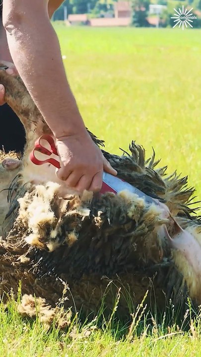It's time for this professional to sheer his sheep! - video Dailymotion