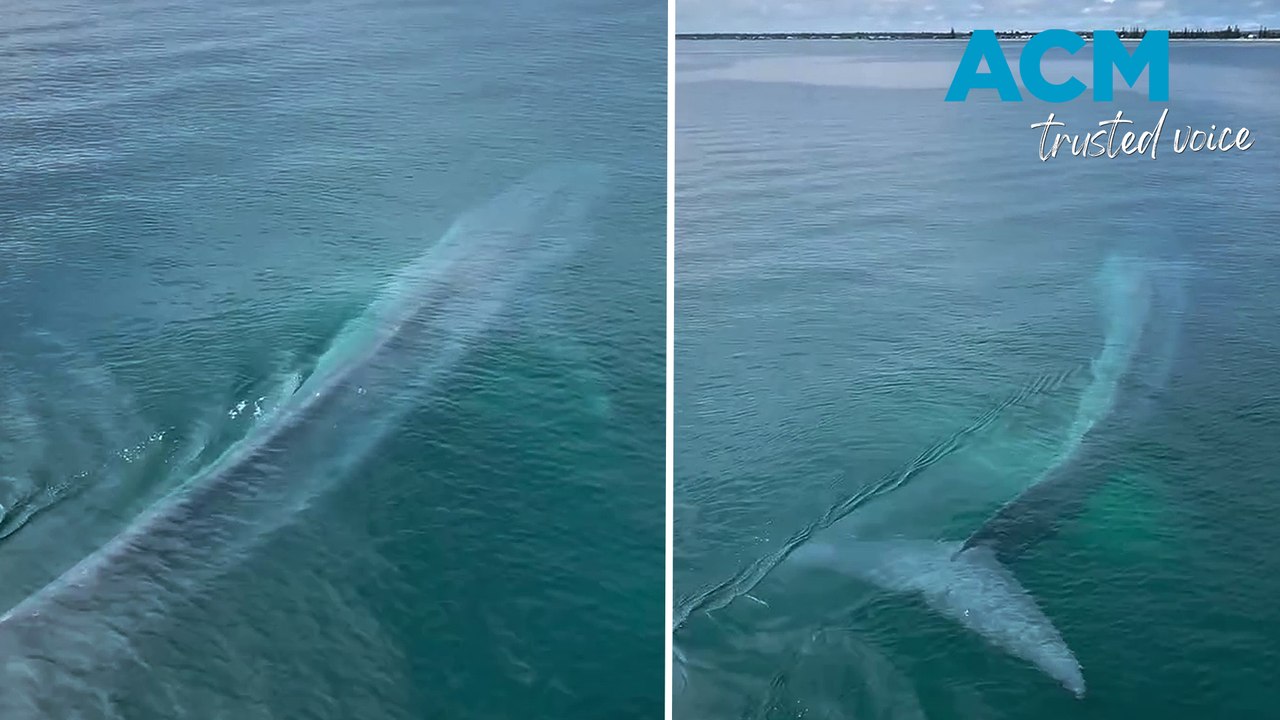 Huge pygmy blue whale filmed up close at Busselton Jetty - video ...