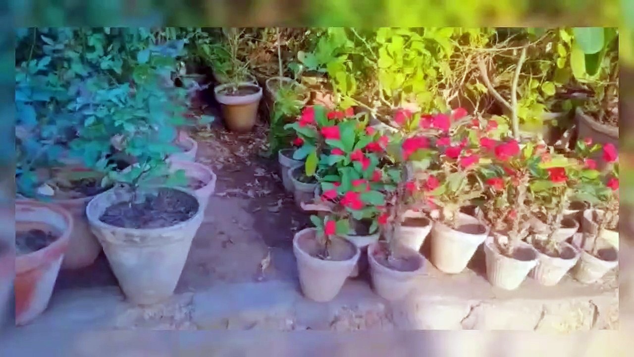 color full flowers 🌺🌹_beautiful 😍 - video Dailymotion