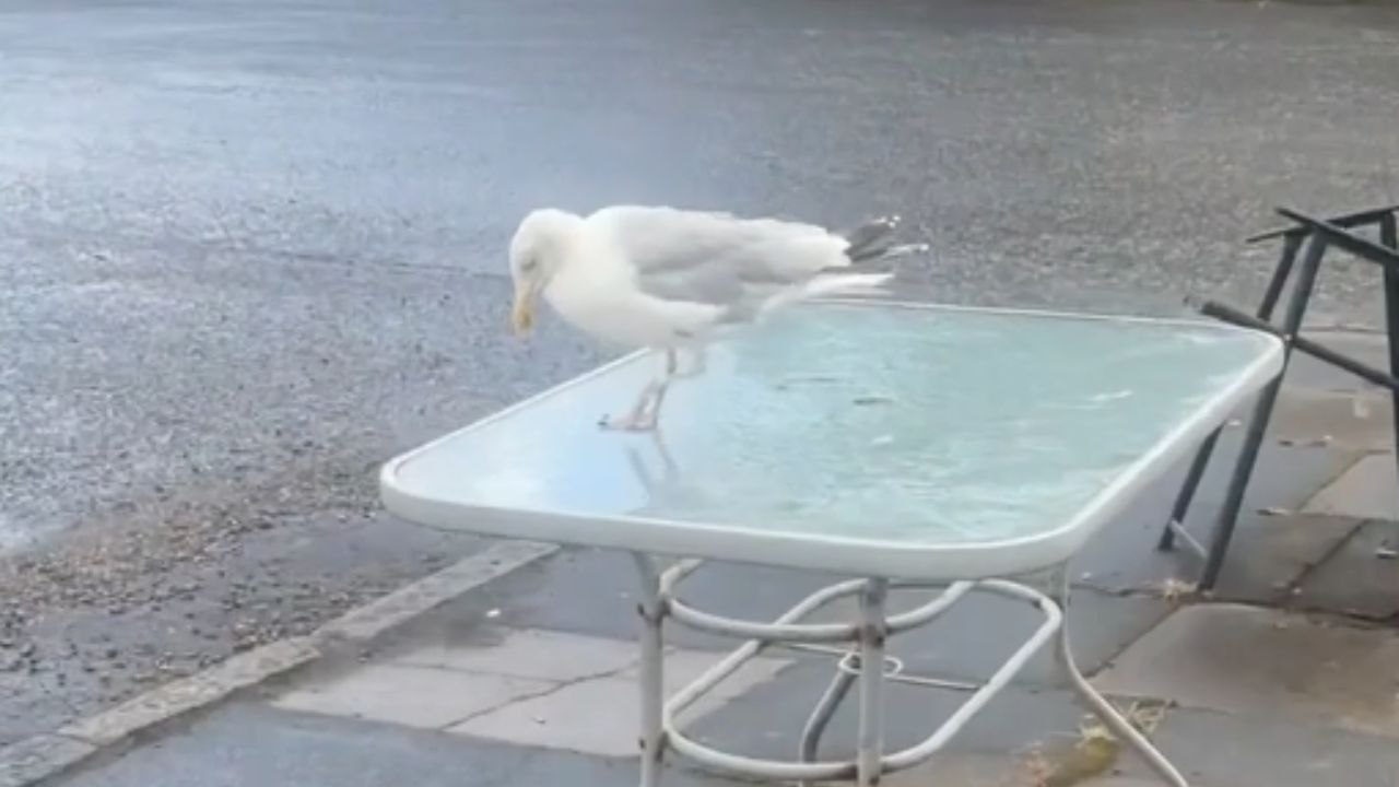 Seagull shows off hilarious dance routine near snack van in hopes of a ...