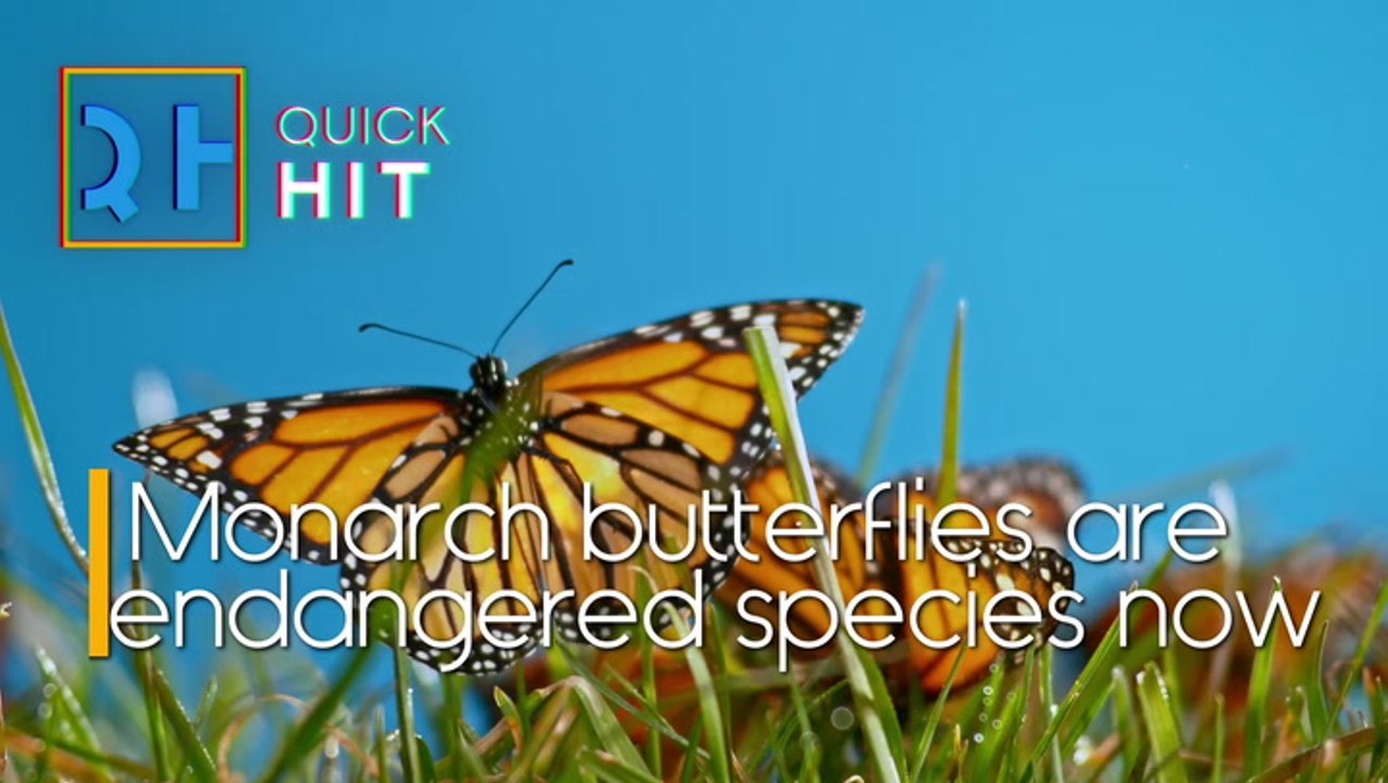 Monarch Butterflies Are Endangered Species Now - video Dailymotion