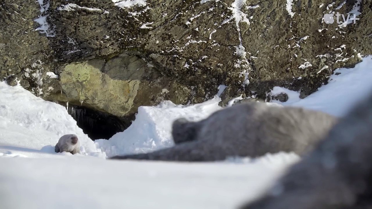 Ice Age | show | 2025| S3 | Official Clip - video Dailymotion