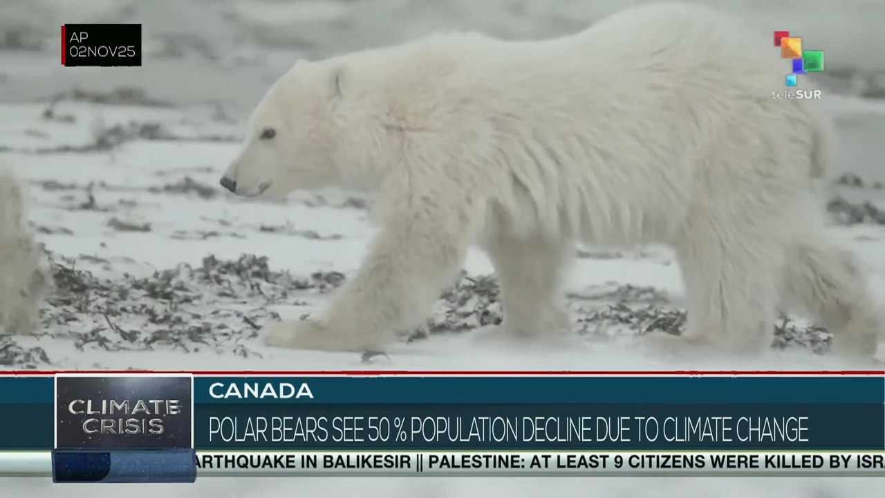 Canada: Polar bears see 50 percent population decline due to climate ...