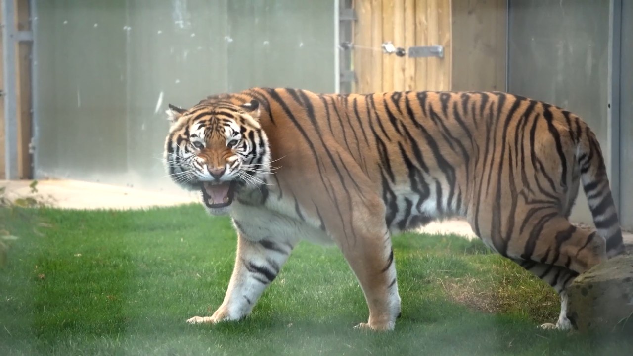 Rescued tiger finds new home at Noah’s Ark Zoo Farm in Wrexall - video ...