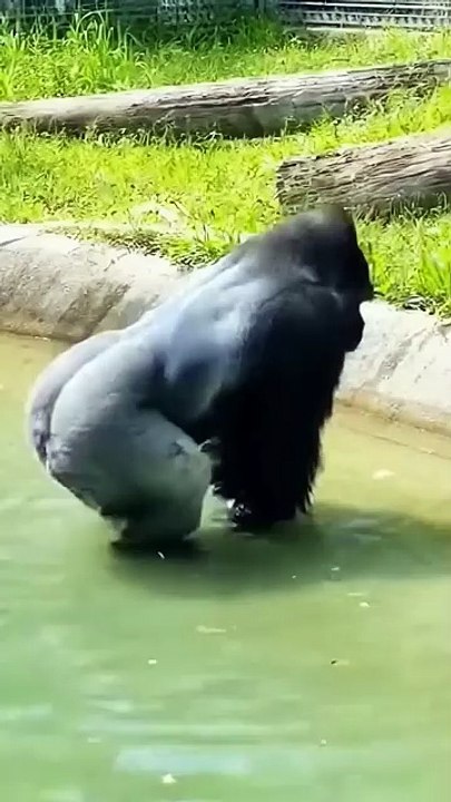 #funny video #shortvideo #viralvideo #funnyadda# - video Dailymotion