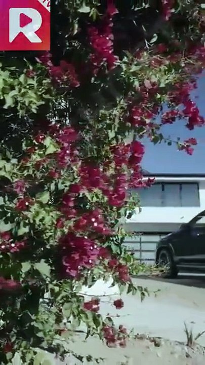 The poor girl marries into a wealthy family | Married for Green Card ...