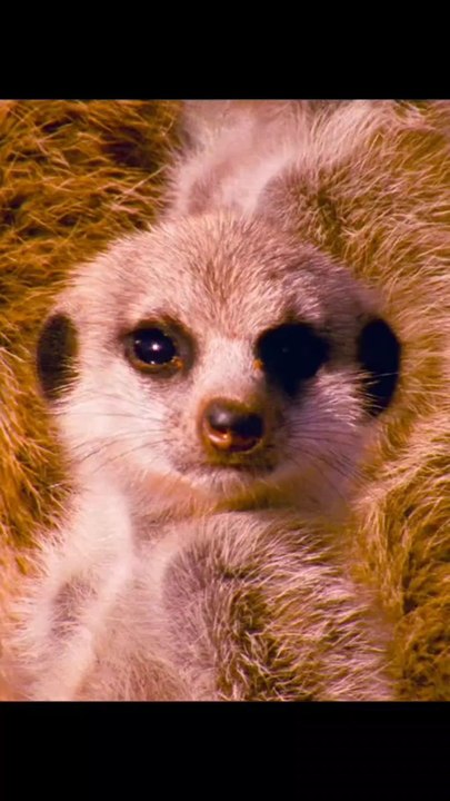 wildlife - video Dailymotion