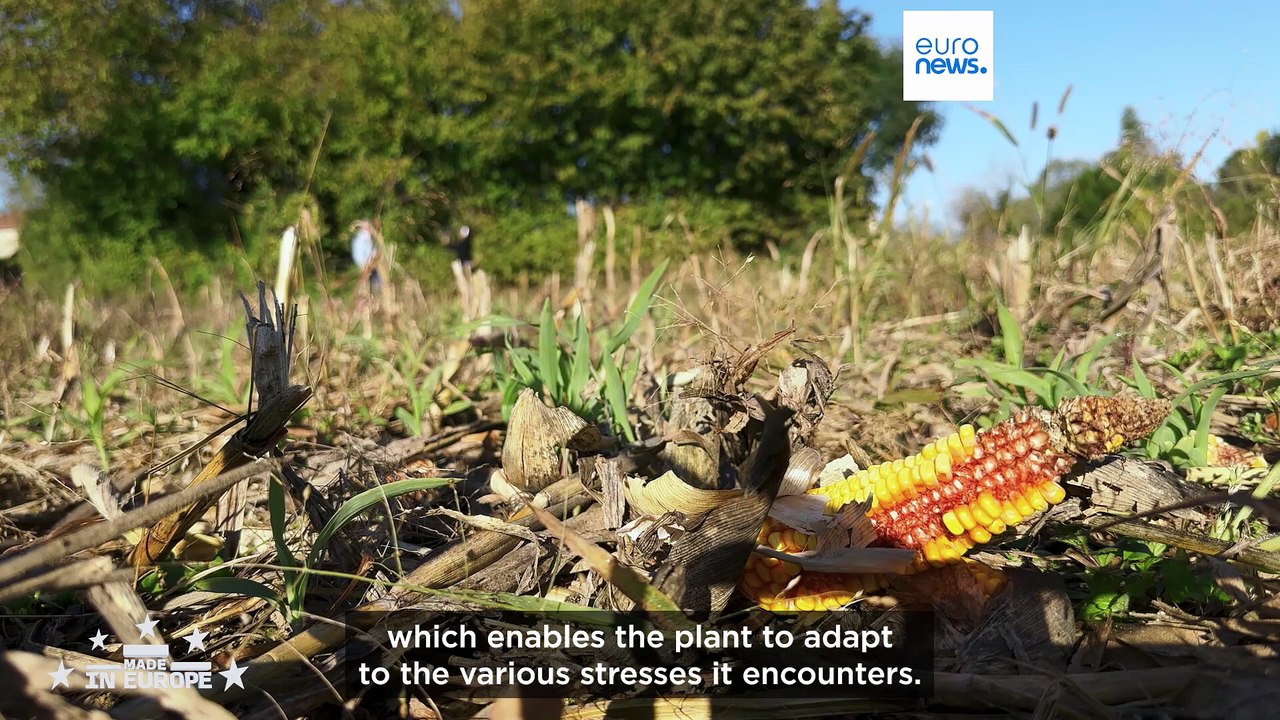 Growing Resilience: How French biotech helps crops save water worldwide ...