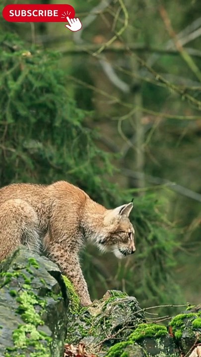 Wild Cat - video Dailymotion