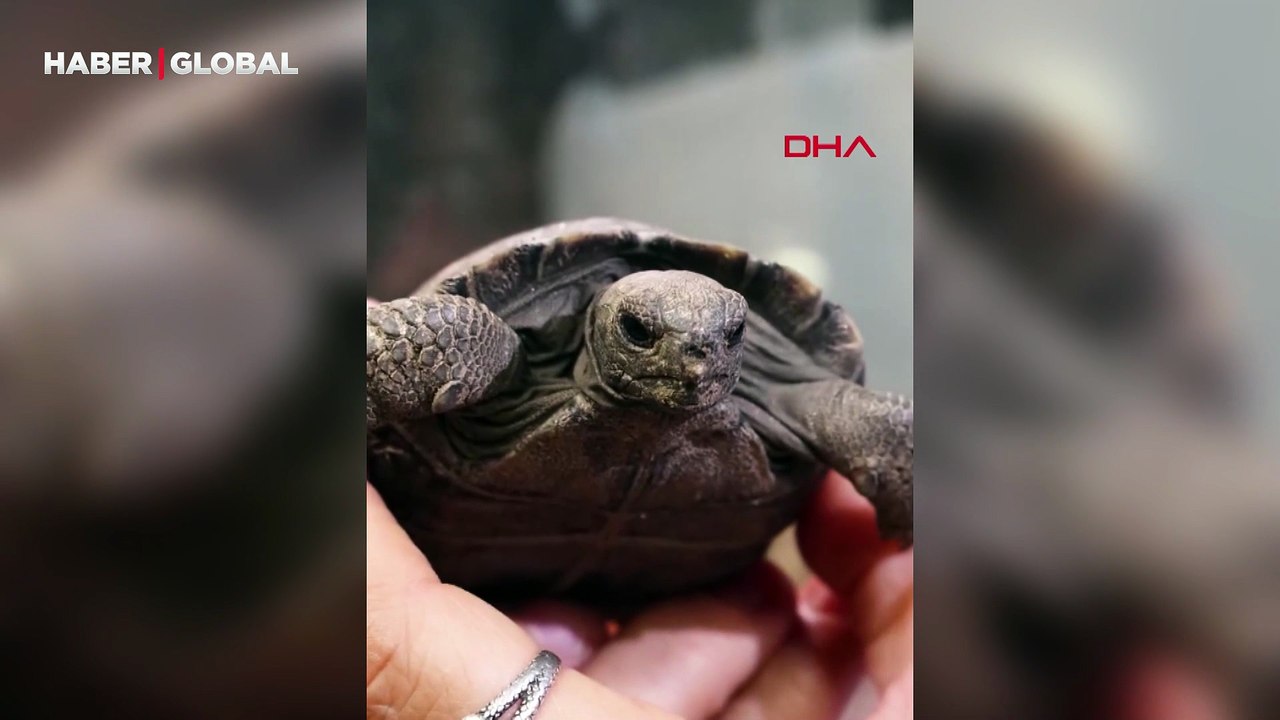 Nesli tükenme tehlikesinde olan 100 yaşındaki iki dev kaplumbağanın ...