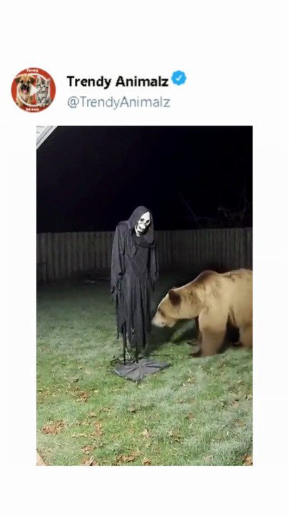 Poor bear got scared 😂#funny #cat #dog - Dailymotion Video