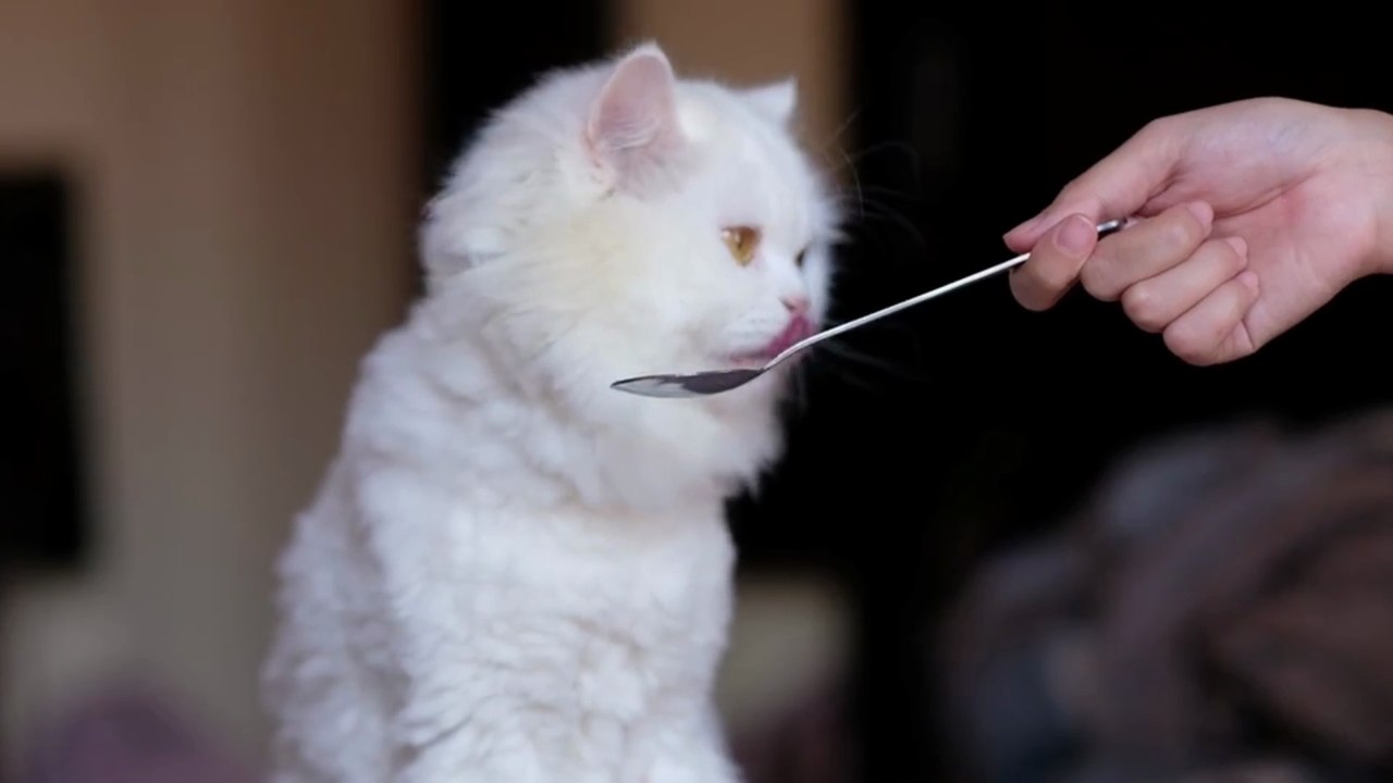 Funny Cat Reaction - video Dailymotion