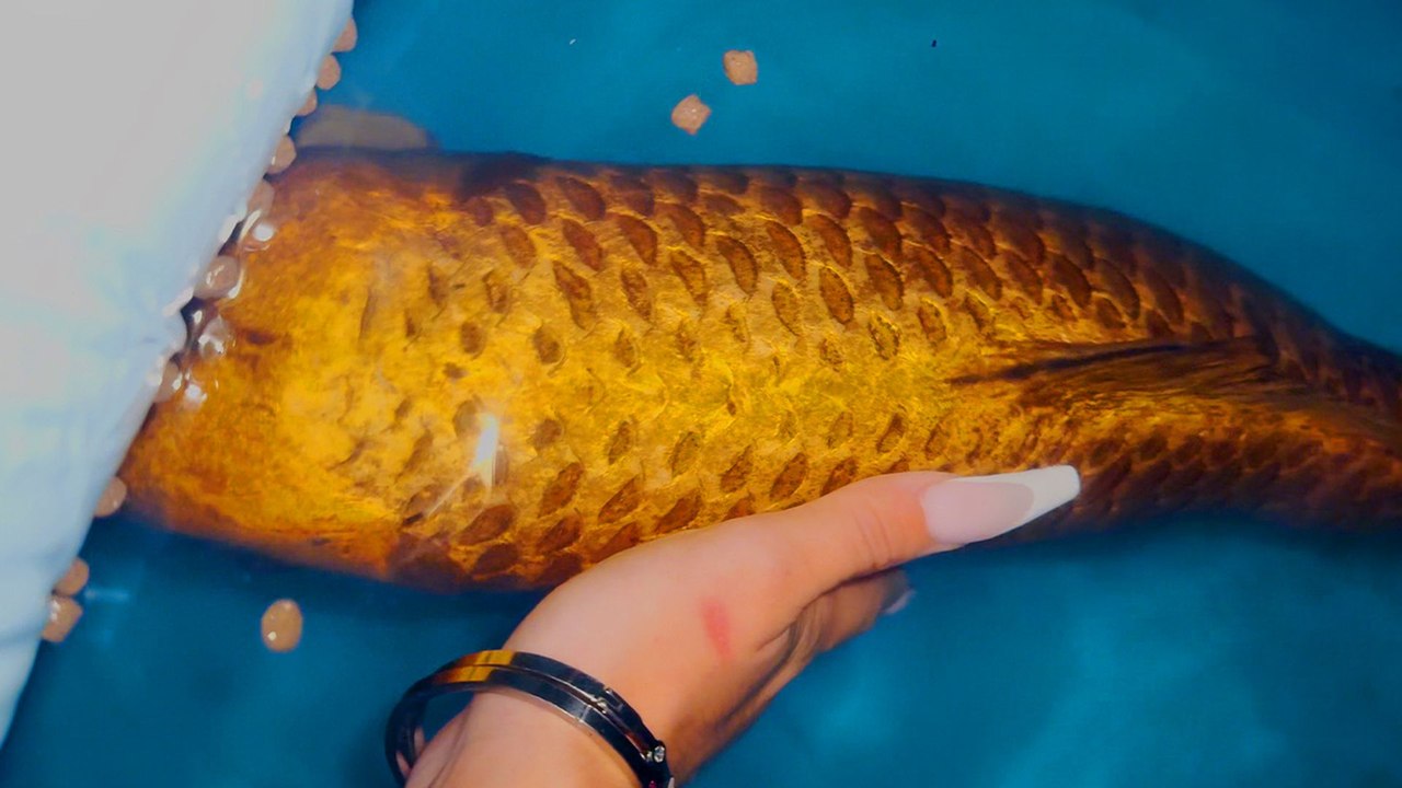 Woman Rescues Koi Fish From Disgusting Shallow Pond - video Dailymotion