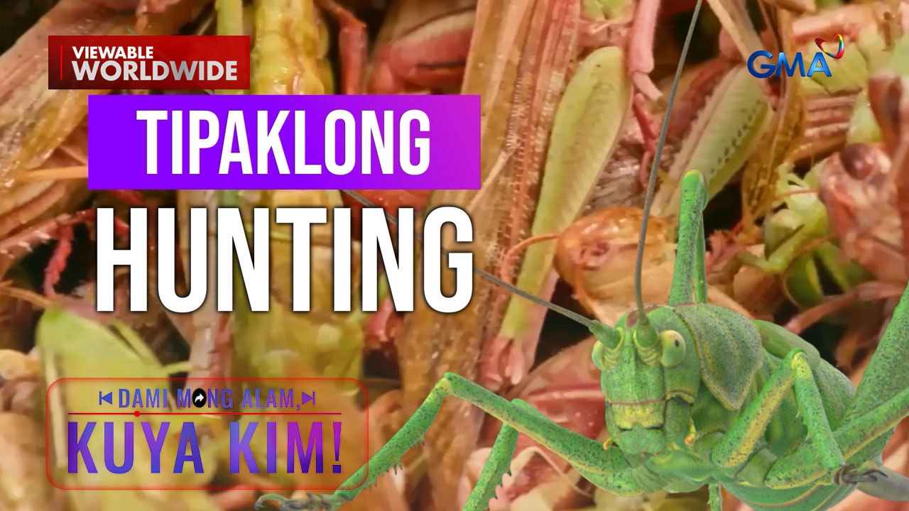 Mga tipaklong, hina-hunting at minumukbang?! | Dami Mong Alam, Kuya Kim ...