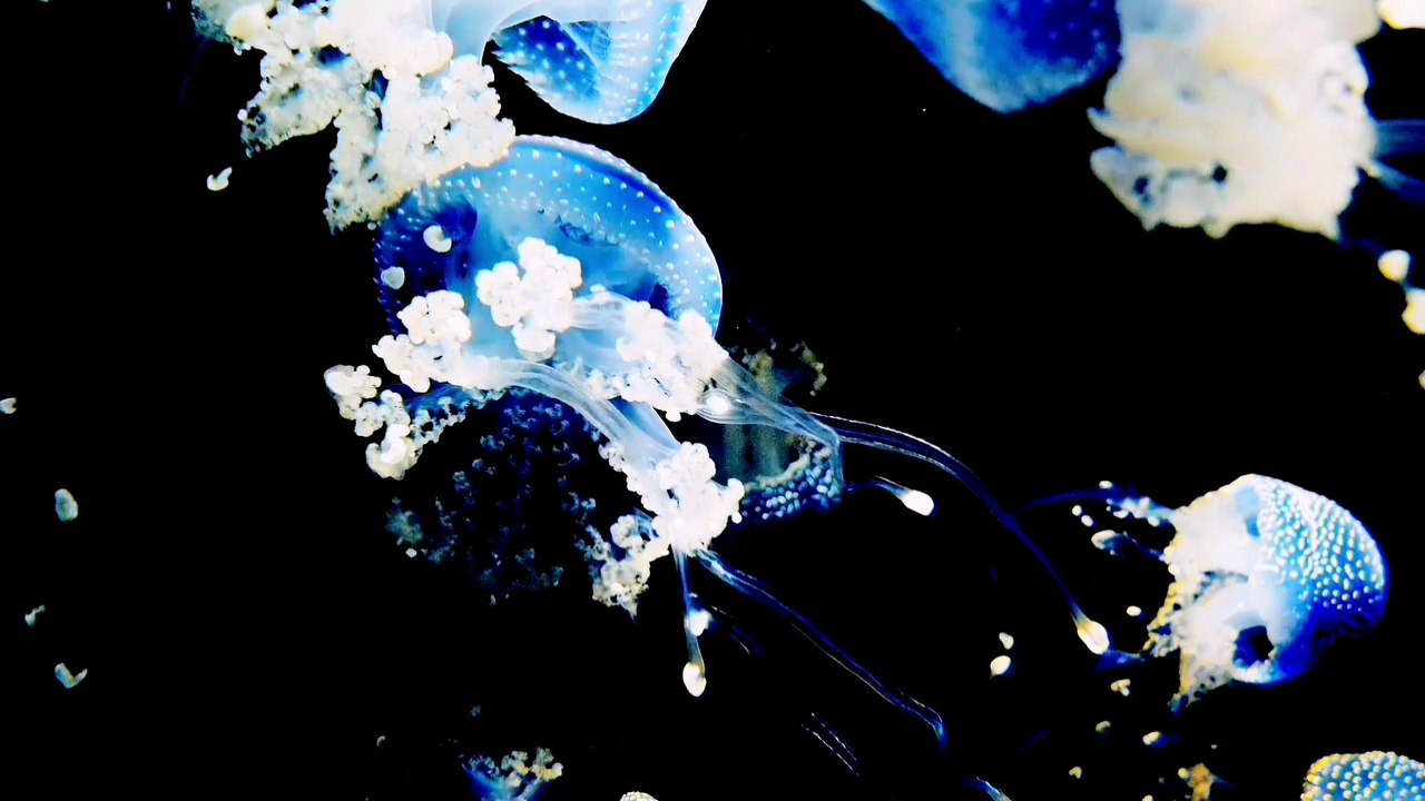 Deep Sea Creature - Relaxing Music - video Dailymotion