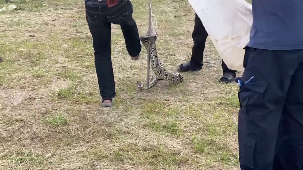 3 meters long Python caught at Pak Kret Thailand #python #thailand ...