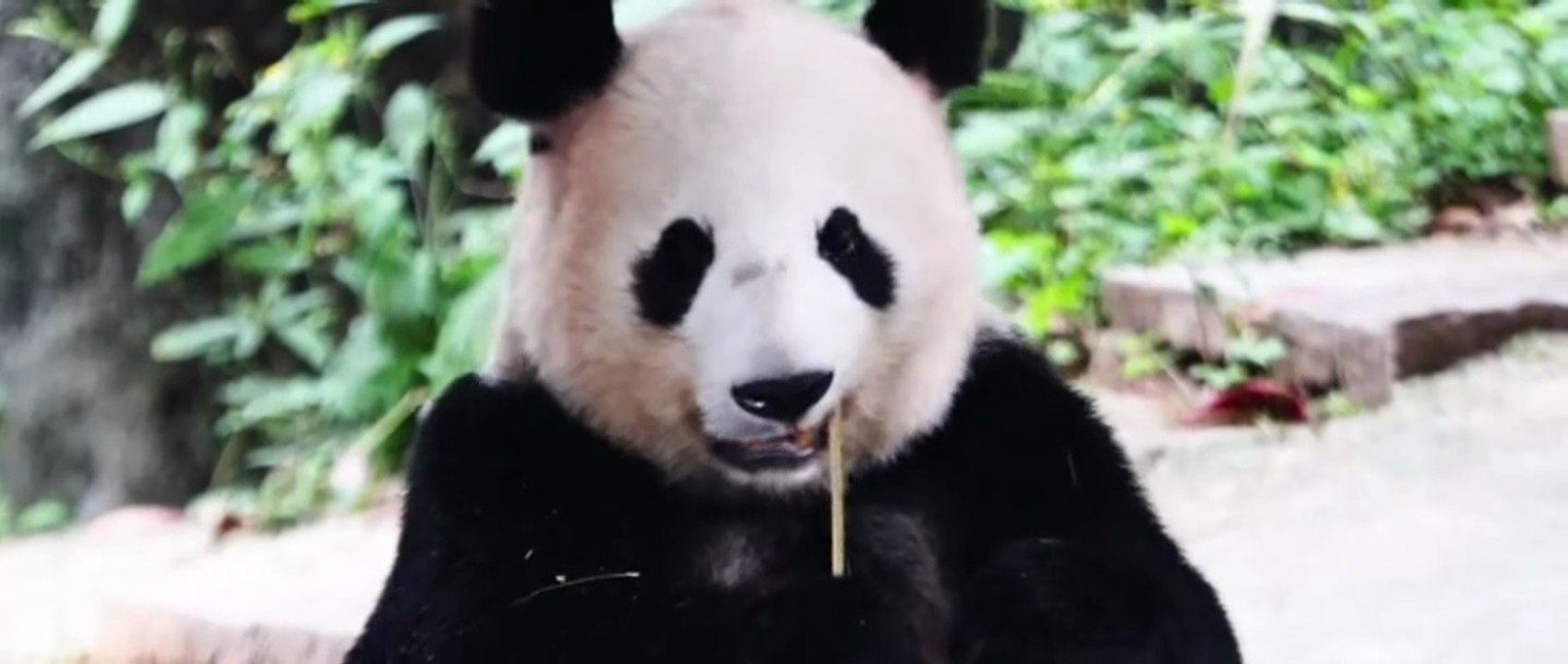 Panda Plan Part 1 Hollywood Hindi Dubbed Movie - video Dailymotion