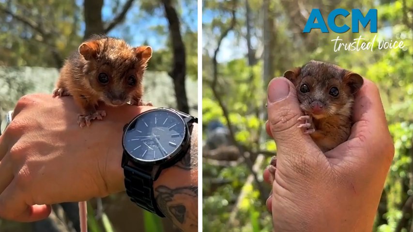Baby ringtail possum rescued by zoo | The Standard | Warrnambool, VIC
