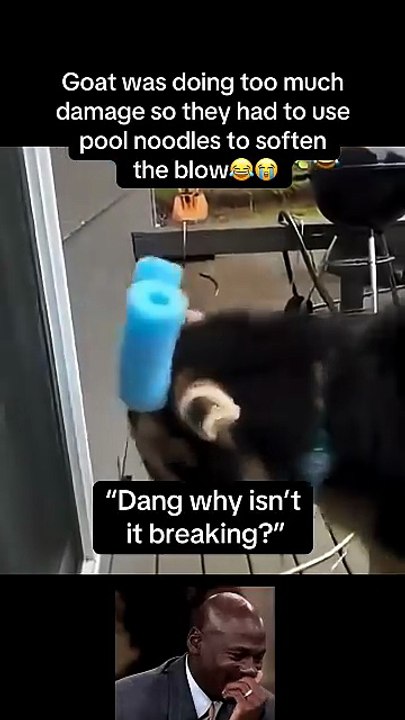 Goat was doing too much😂 #fyp #viral #animals #goat #goats #cute #funny ...