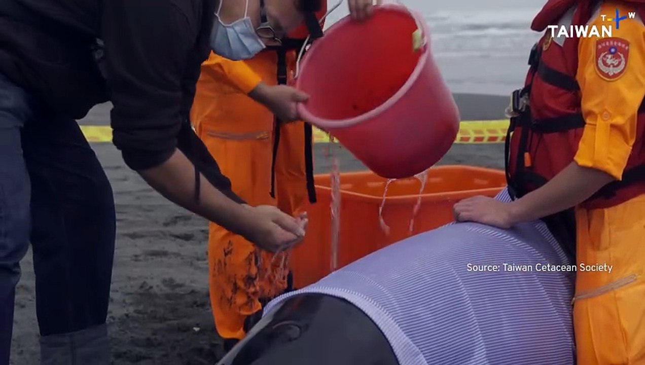 Taiwan Seeing Growing Number of Beach Cetaceans From September to March ...