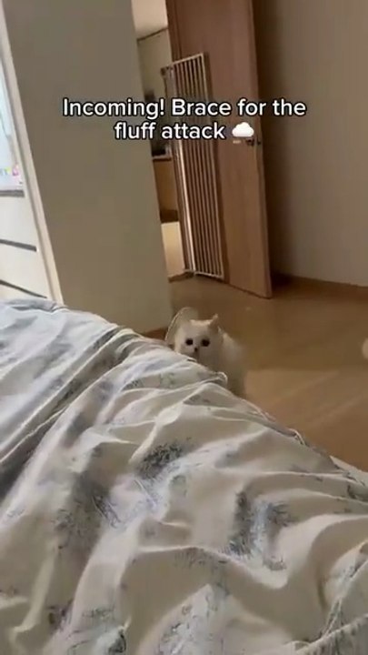 #cat - video Dailymotion