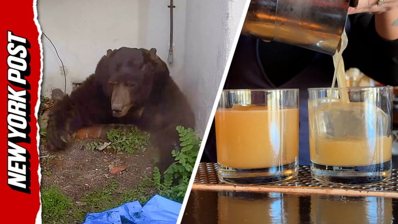 Local Calif. bar releases themed cocktail to celebrate Altadena bear ...