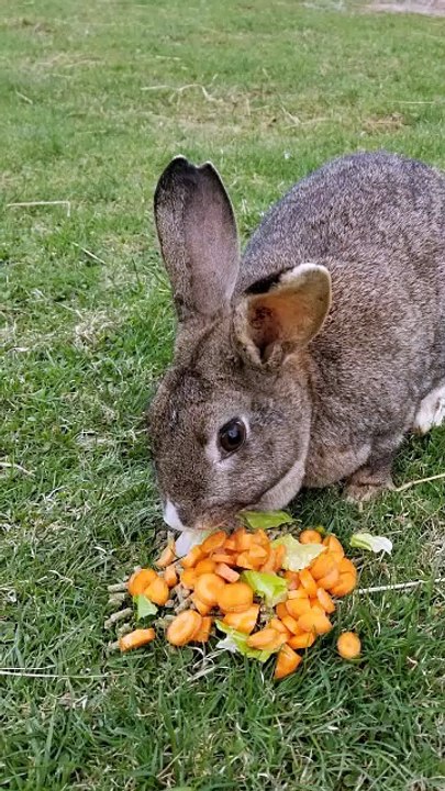 The key to summoning bunnies is a giant pile of veggies. | # ...