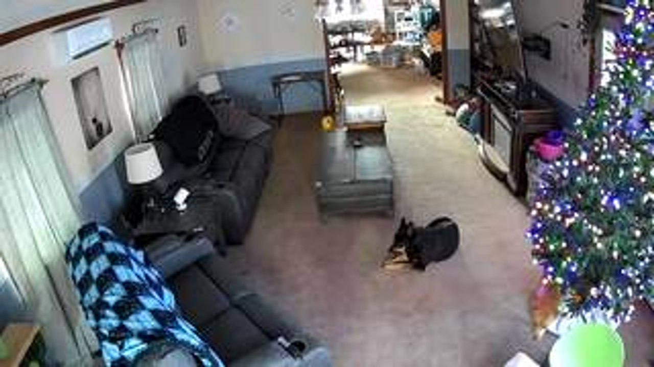 Dog Knocks Over Christmas Tree While Scratching Her Back - video ...