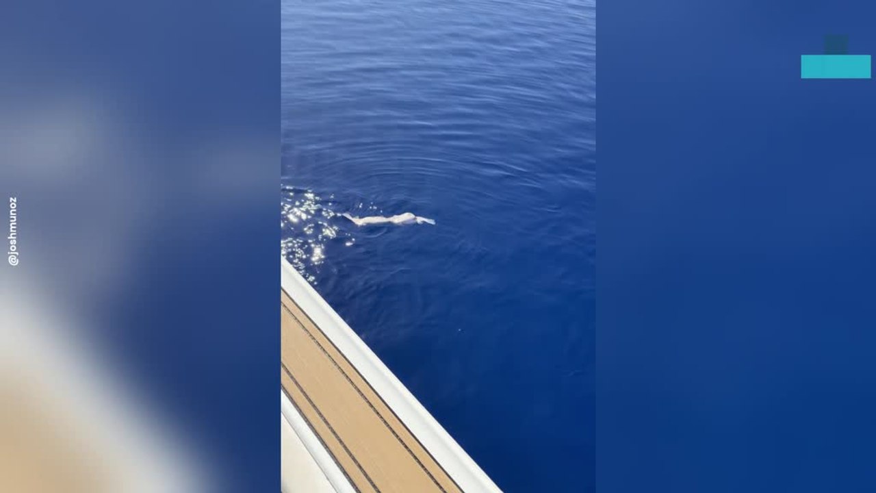 Two Puffer Fish Spotted 'kissing' in the Water - video Dailymotion