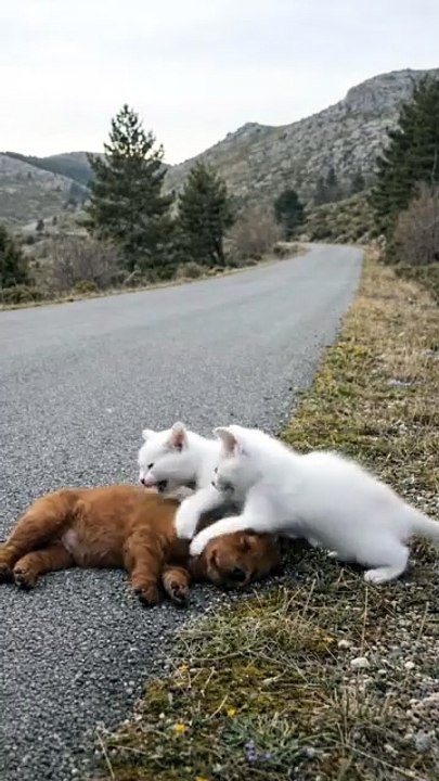 Kind-Hearted Lady Rescues a Poor Unconscious Puppy on the Roadside 🛣️🐾 ...