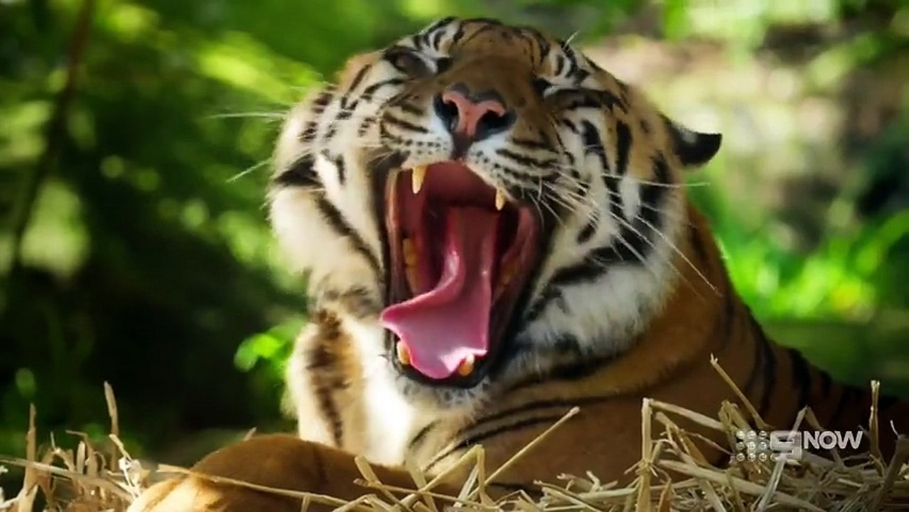 Taronga Whos Who in the Zoo - Season 6 Episode 10 Bongo Blood Draw ...