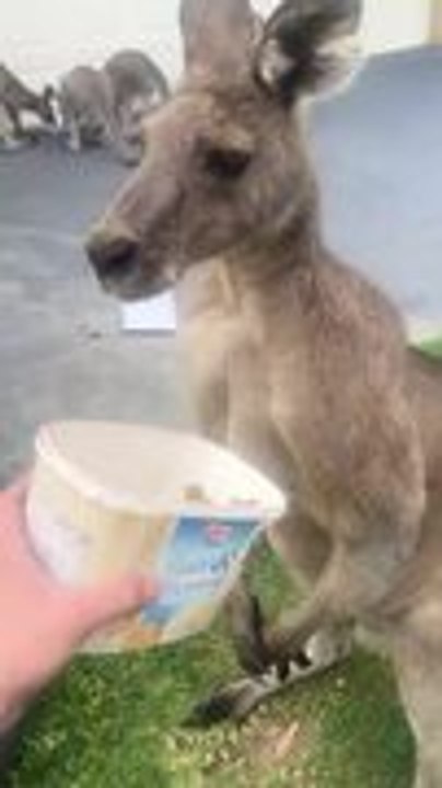 Driver Spots Group of Kangaroos Being Fed by Local Resident - video ...
