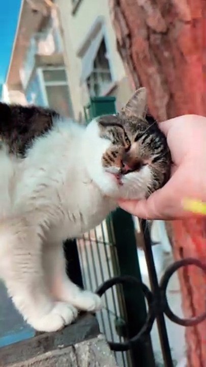 Cute Cat #cutecat - video Dailymotion