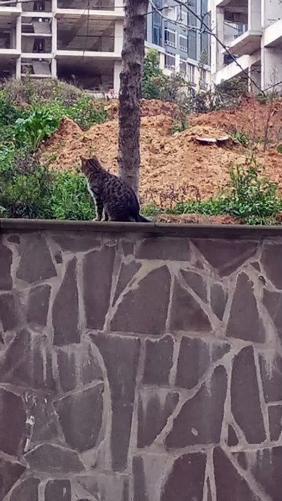 #cat - Dailymotion Video