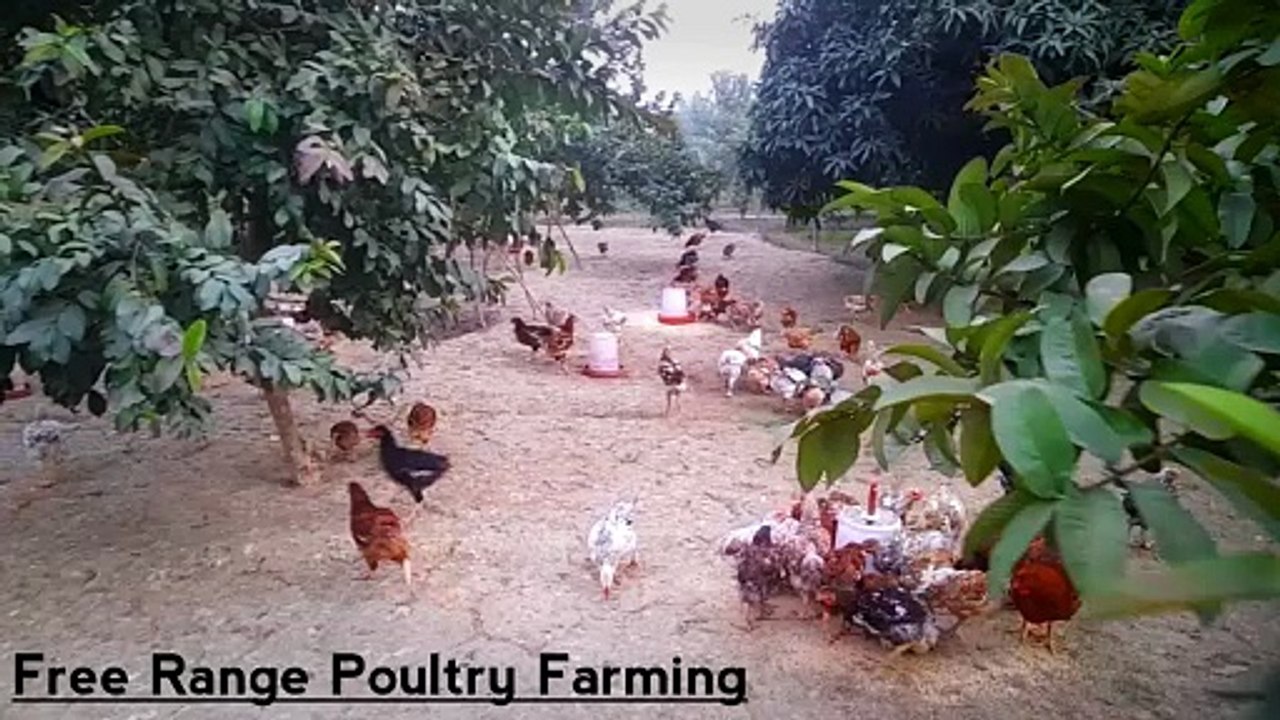 Free range poultry farming | desi poultry farm | desi murgi farm ...