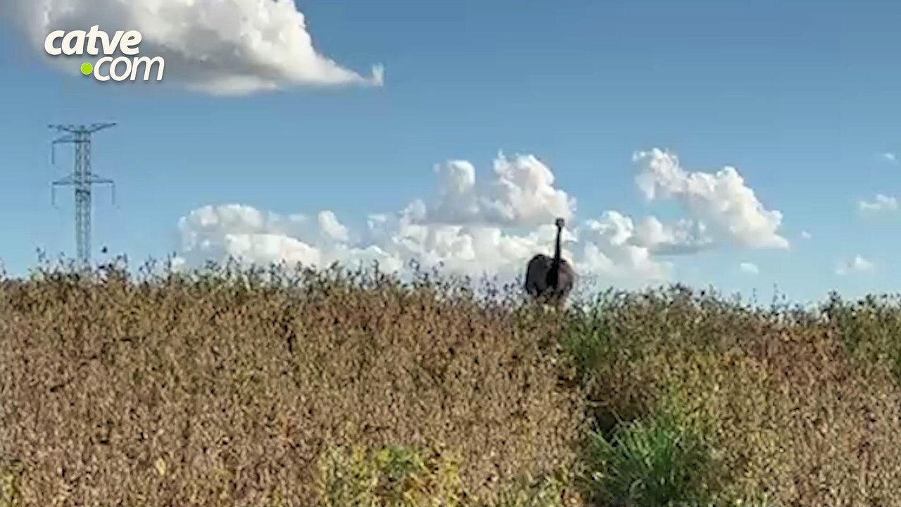 Ema é vista passeando pela área rural de Nova Aurora - Vídeo Dailymotion