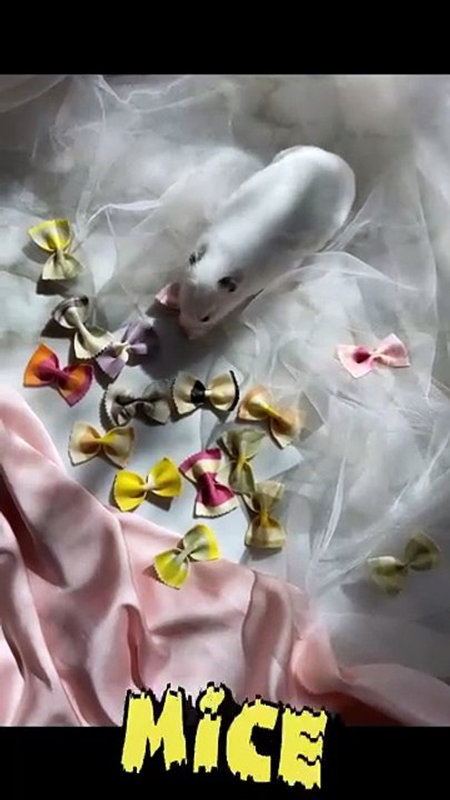 Mice – The Tiny Survivors of Every Corner - video Dailymotion