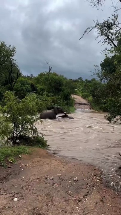 Mother elephant rescues it's little one from river - video Dailymotion