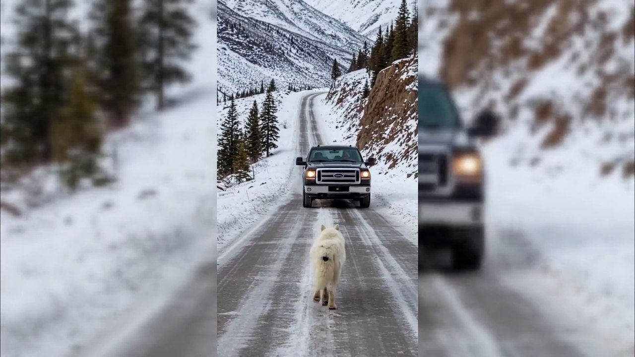 Mother Snow Wolf Saves Her Cubs with the Help of an Old Guy! - Vídeo ...