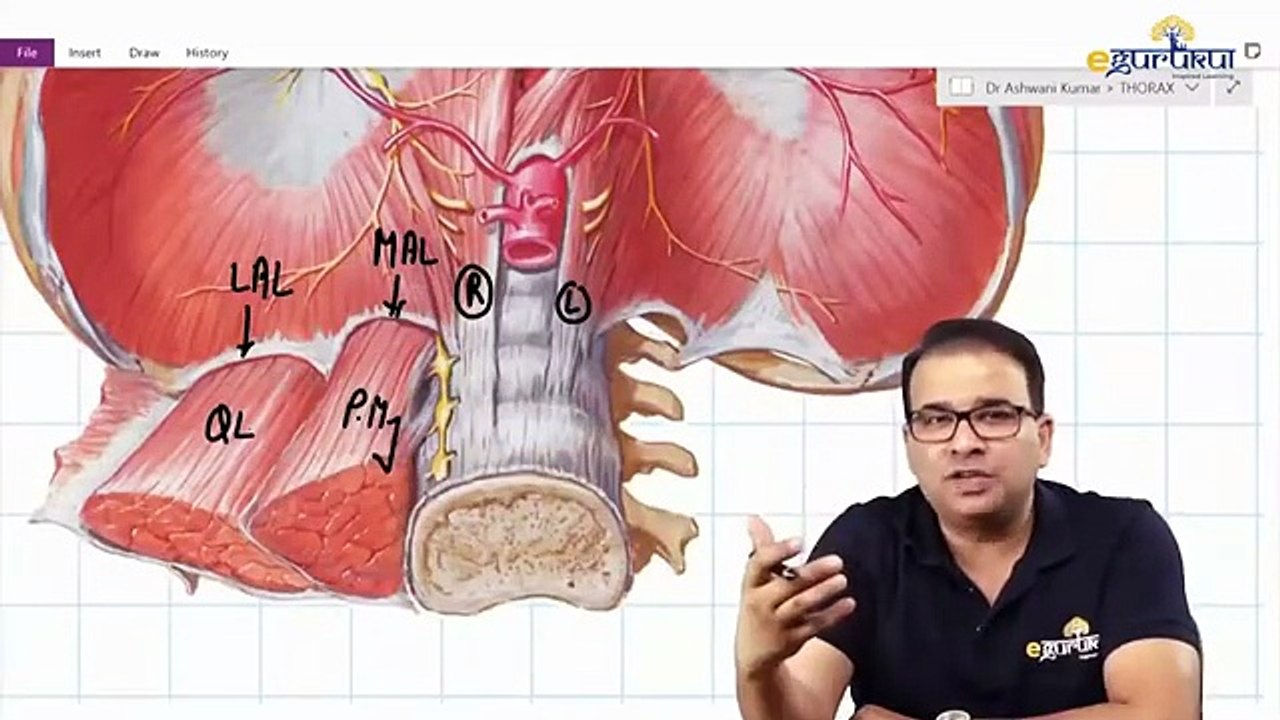 1) Thoracic Inlet and Diaphragm - video Dailymotion