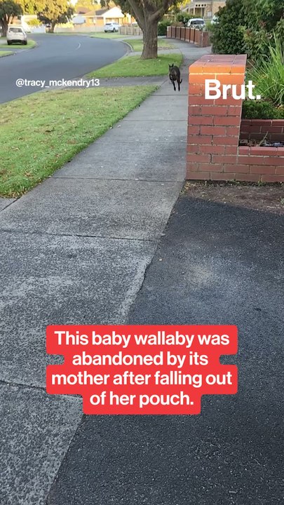 Baby wallaby falls from its moms pouch. - video Dailymotion