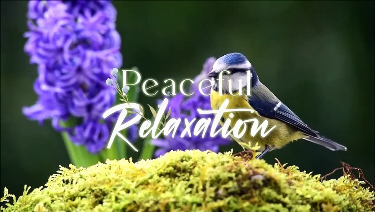 Beautiful Piano Music - Soothing Piano Music For Stress Relief, Healing ...