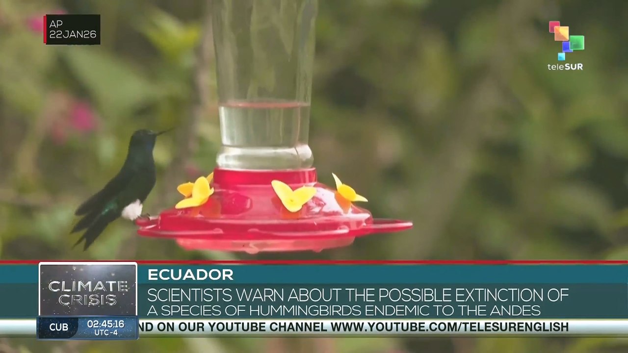 Ecuador scientists warn about the possible extinction of endemic ...